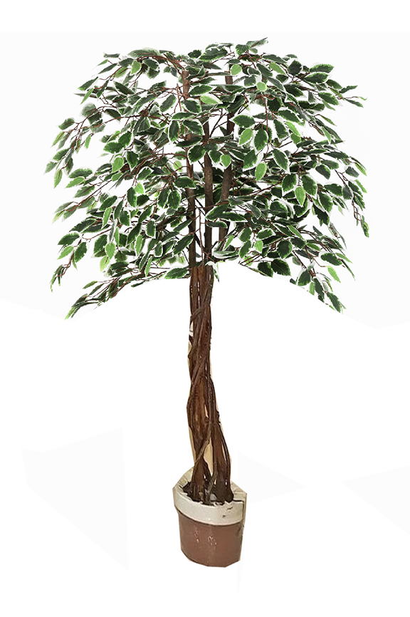 Tree with twisted trunk – renttostage